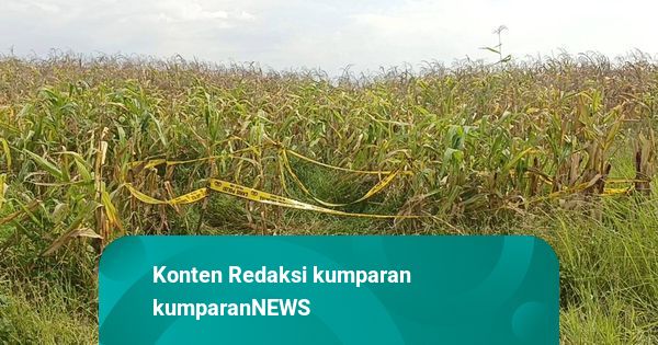 Mayat Perempuan di Kebun Jagung Gresik, Darah di Kantong Keresek Jadi ... Mayat Perempuan di Kebun Jagung Gresik, Darah di Kantong Keresek Jadi ...